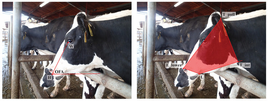 Improving the Reliability of Scale-Free Image Morphometrics in Applications with Minimally ...