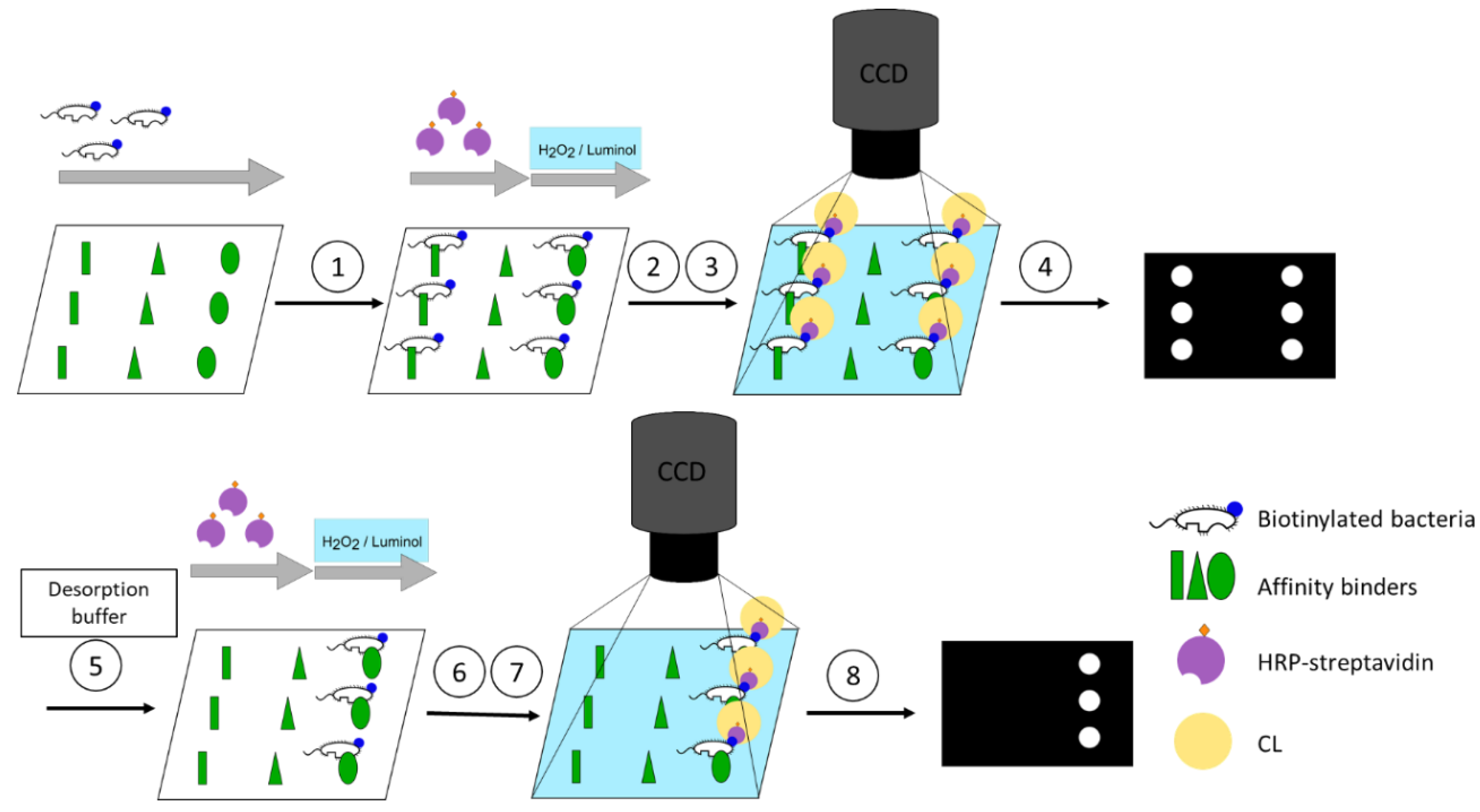 Sensors | Free Full-Text | Flow-Based Chemiluminescence Microarrays as ...