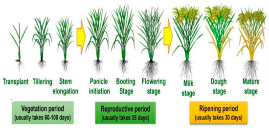 Prediction of the Nitrogen Content of Rice Leaf Using Multi-Spectral ...