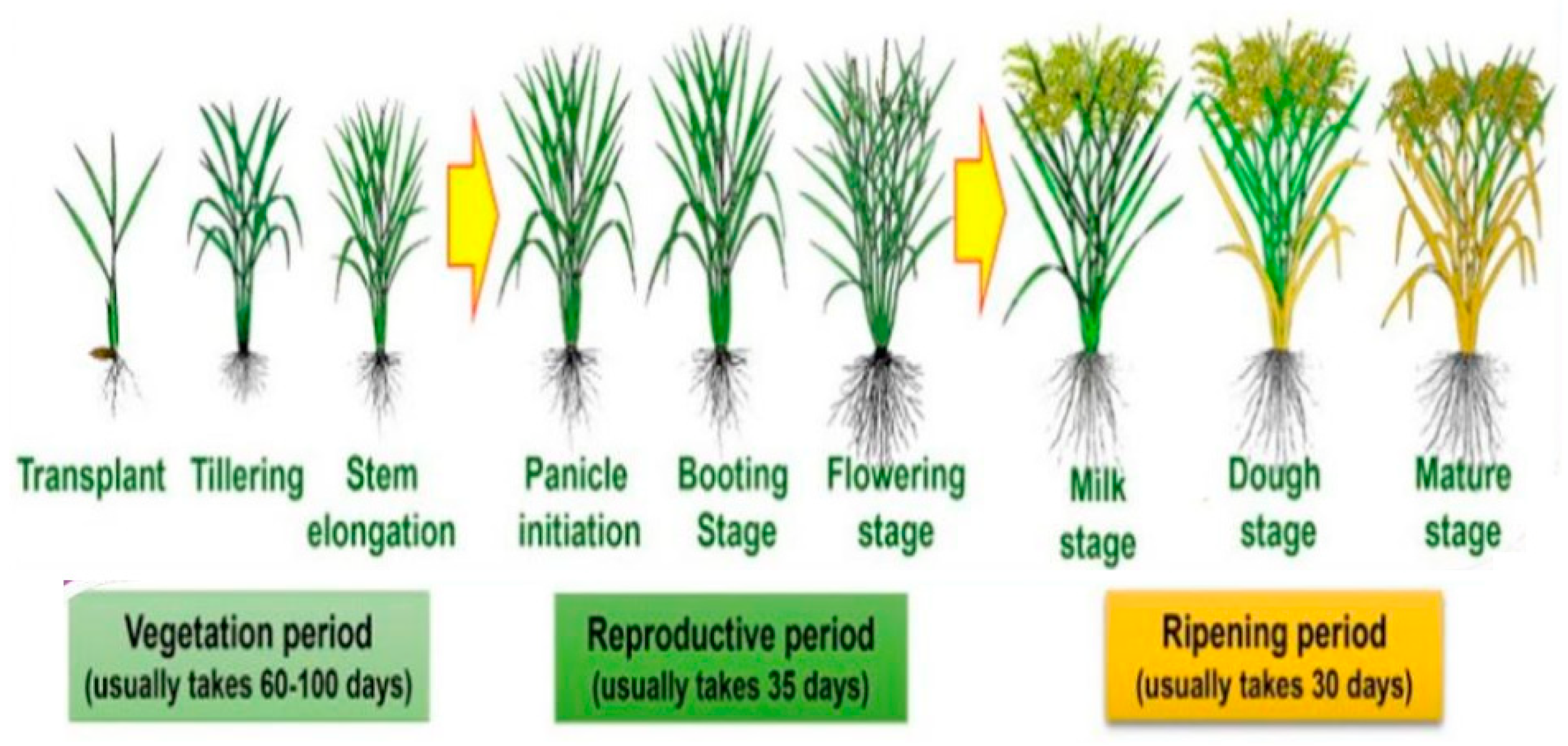 Prediction of the Nitrogen Content of Rice Leaf Using Multi-Spectral ...