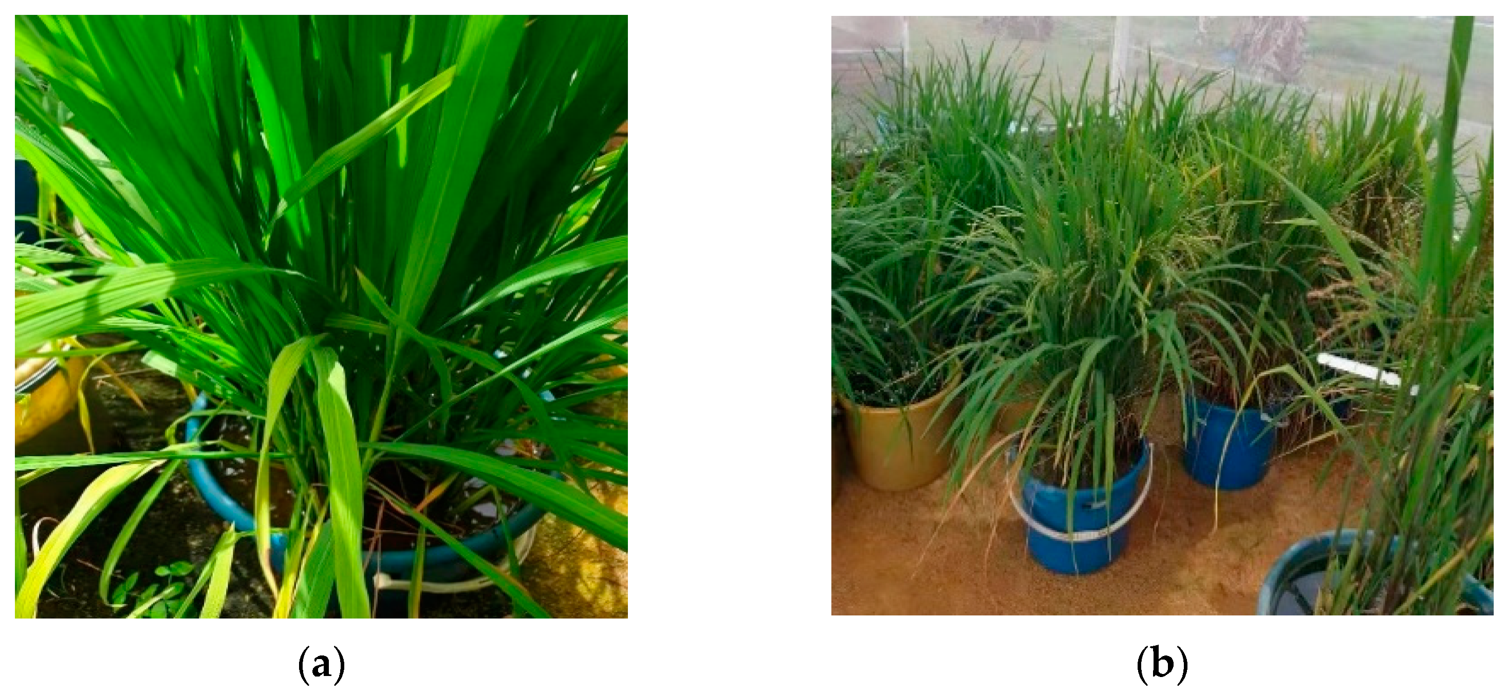 Prediction of the Nitrogen Content of Rice Leaf Using Multi-Spectral ...