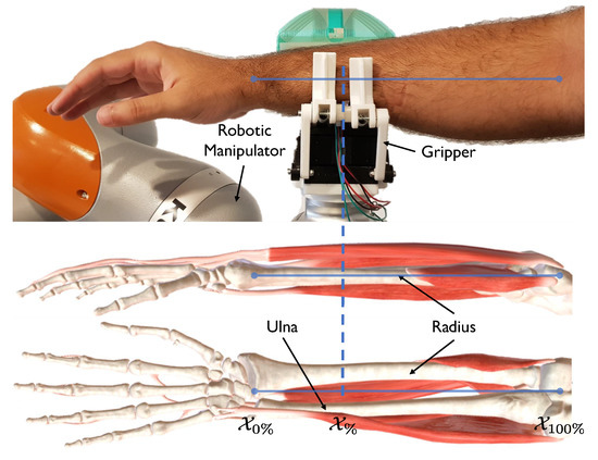 Dataset with Tactile and Kinesthetic Information from a Human Forearm ...