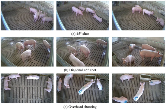 A Novel Improved YOLOv3-SC Model for Individual Pig Detection