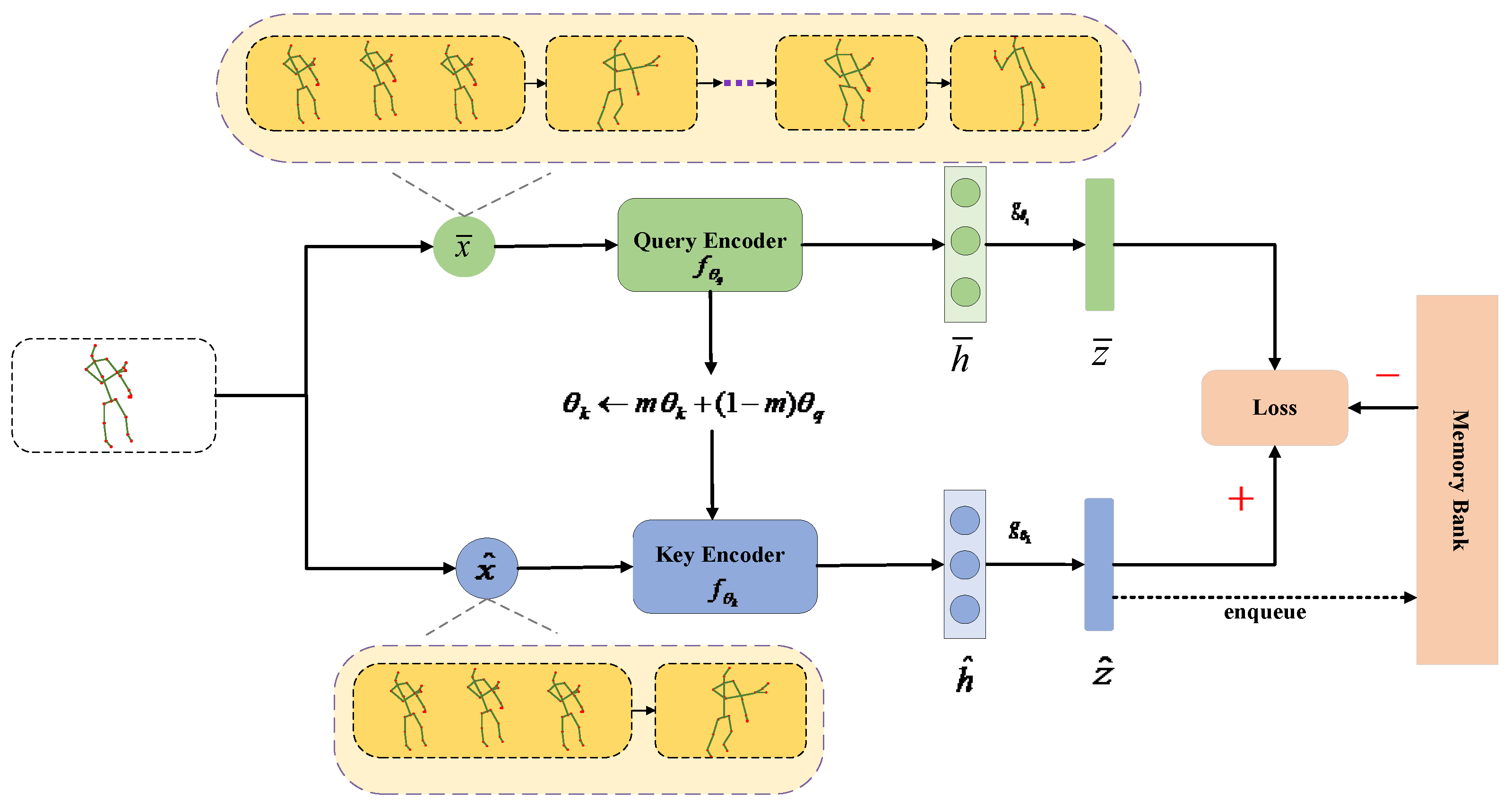 Self-Supervised Action Representation Learning Based on Asymmetric Skeleton Data Augmentation