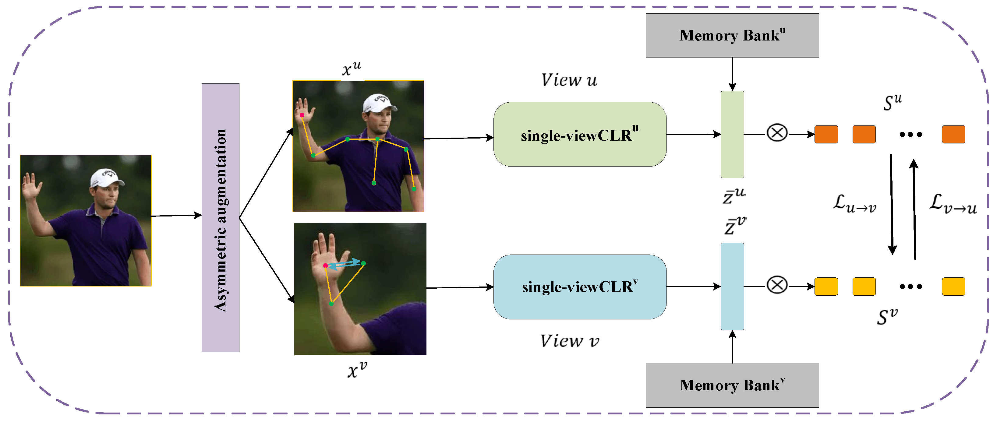 Self Supervised Action Representation Learning Based On Asymmetric Skeleton Data Augmentation