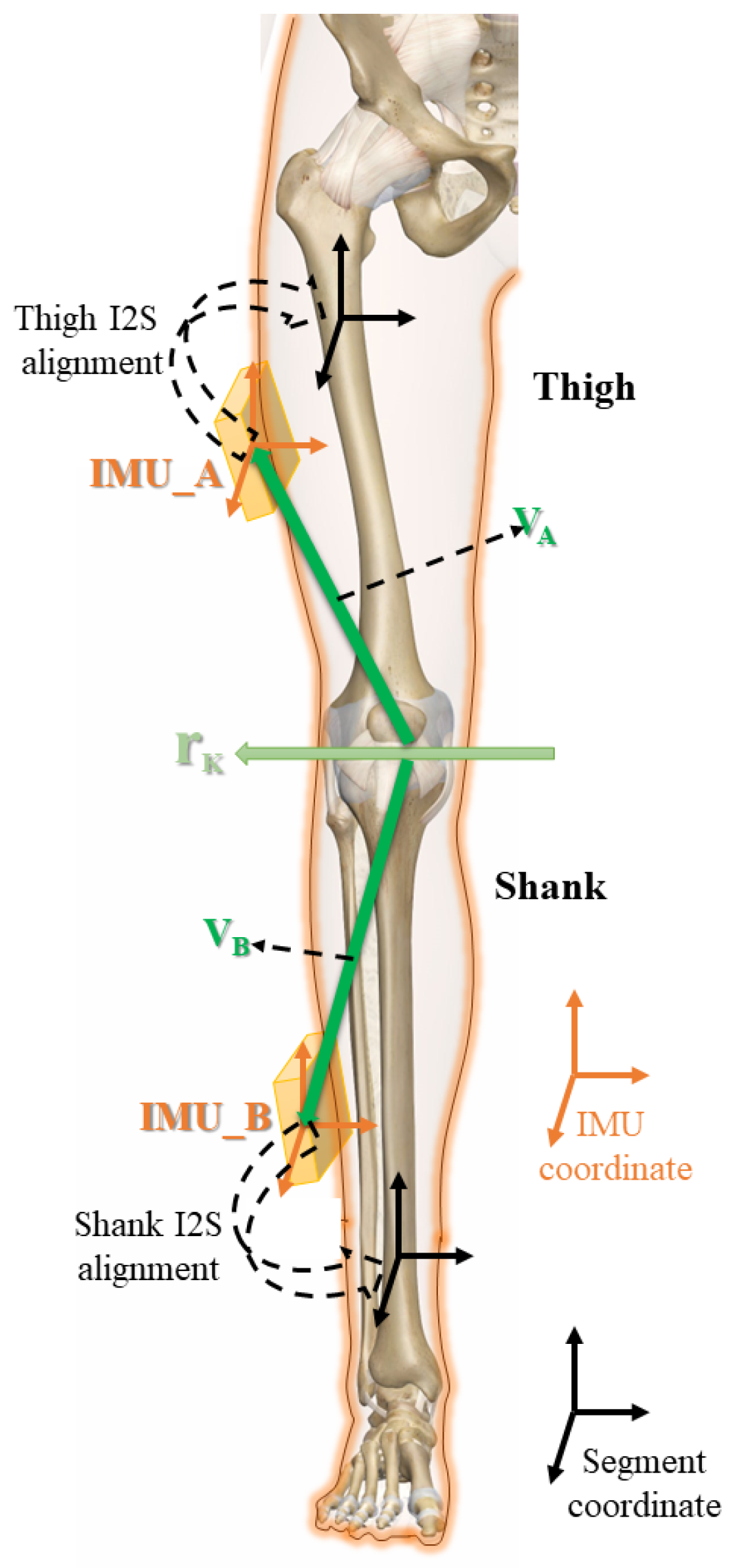 Effects of Dynamic IMU-to-Segment Misalignment Error on 3-DOF Knee Angle Estimation in Walking ...