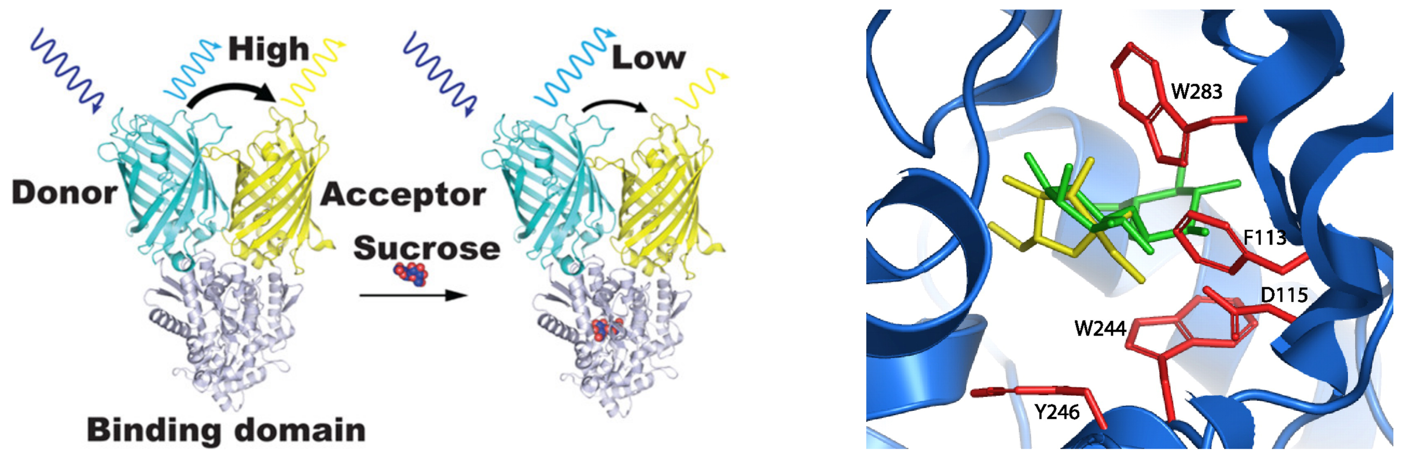 Molecular Level Sucrose Quantification: A Critical Review