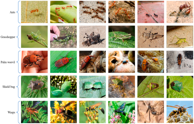 Sensors | Free Full-Text | An Efficient Pest Detection Framework with a ...