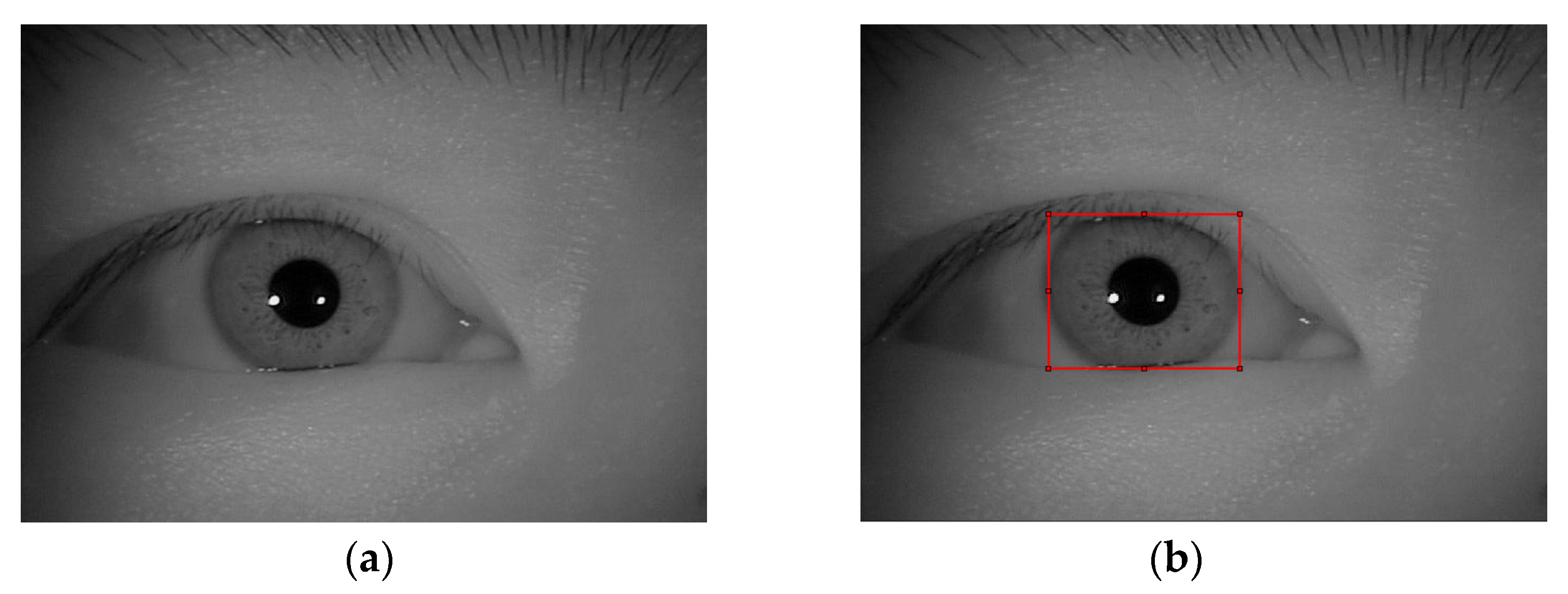 Robust Iris Localization Algorithm In Non Cooperative Environments Based On The Improved Yolo V4 4872