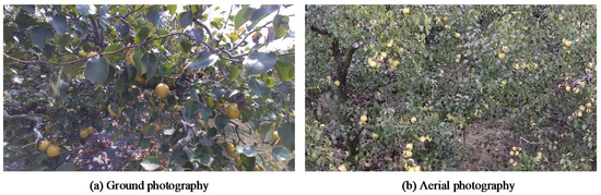 YOLOv5s-FP: A Novel Method for In-Field Pear Detection Using a Transformer Encoder and Multi ...