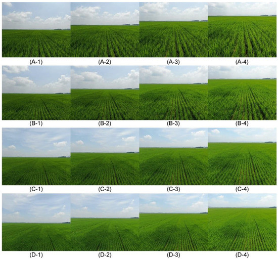 Automated Detection of Rice Bakanae Disease via Drone Imagery