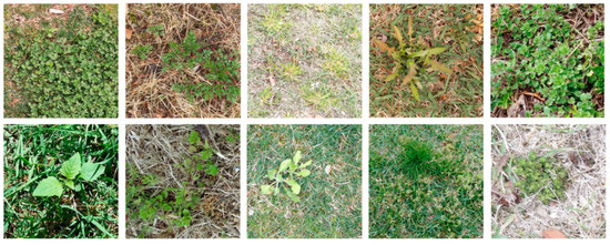 Transformer-Based Weed Segmentation for Grass Management
