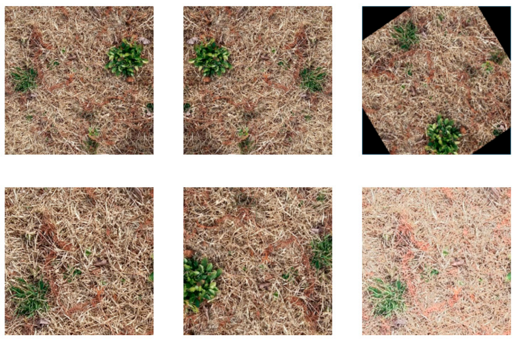 Transformer-Based Weed Segmentation for Grass Management
