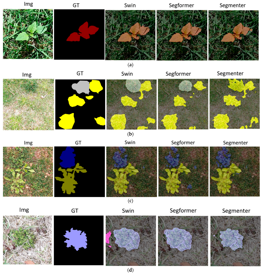 Transformer-Based Weed Segmentation for Grass Management