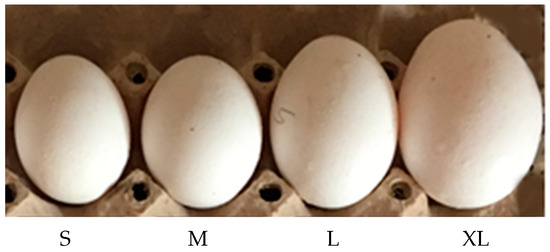 A Multi-Flow Production Line for Sorting of Eggs Using Image Processing