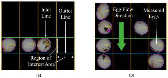 A Multi-Flow Production Line for Sorting of Eggs Using Image Processing