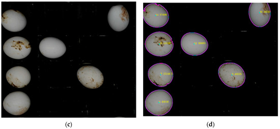 A Multi-Flow Production Line for Sorting of Eggs Using Image Processing