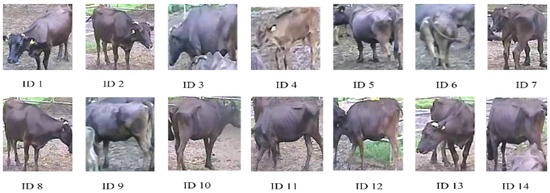 Comparing State-of-the-Art Deep Learning Algorithms for the Automated Detection and Tracking of ...