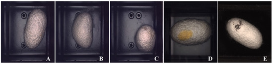 Automated Prototype for Bombyx mori Cocoon Sorting Attempts to Improve ...