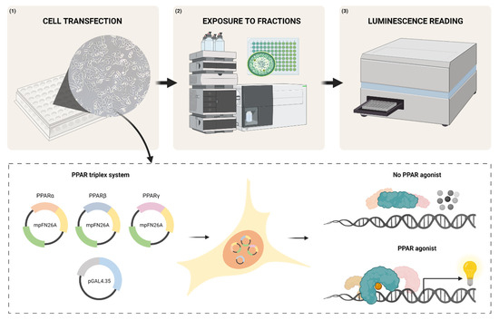 Sensors | Free Full-Text | A Multiplex Molecular Cell-Based Sensor to ...
