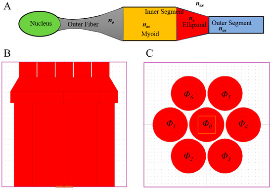 The Explanation of Photopic Luminous Efficiency Curve by Using Both of ...