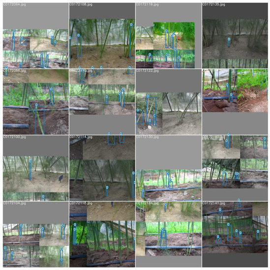 Detection of Green Asparagus in Complex Environments Based on the Improved YOLOv5 Algorithm