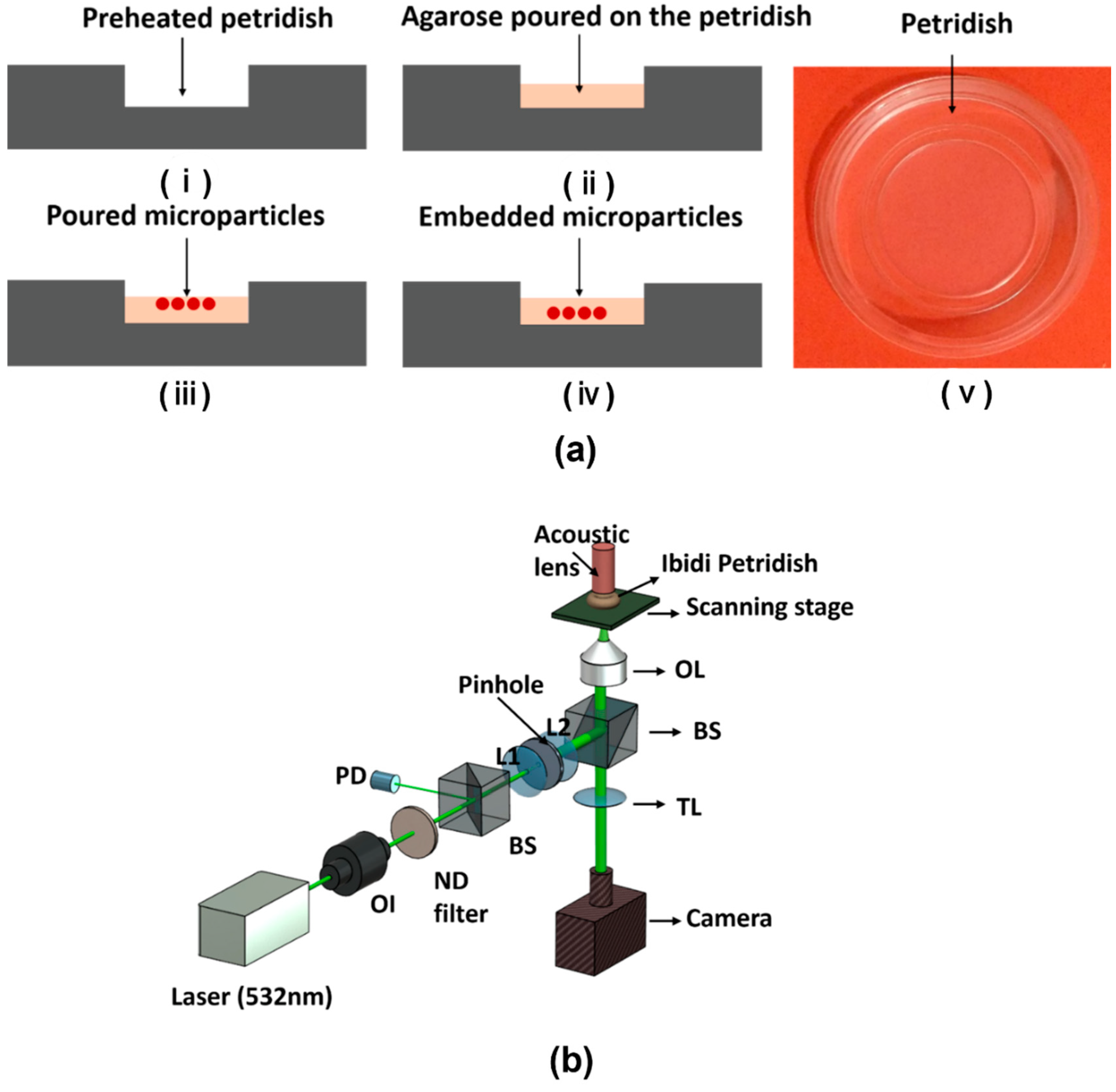 Laser-Generated Scholte Waves in Floating Microparticles