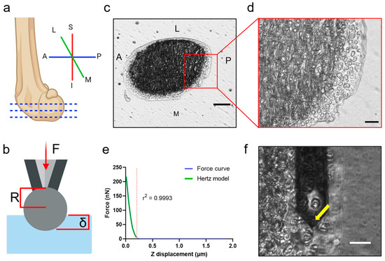 Atomic Force Microscopy Micro-Indentation Methods for Determining the ...