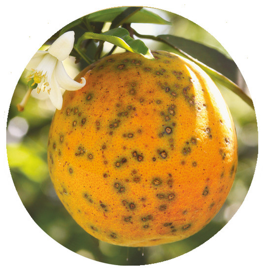 Using Mobile Edge AI to Detect and Map Diseases in Citrus Orchards