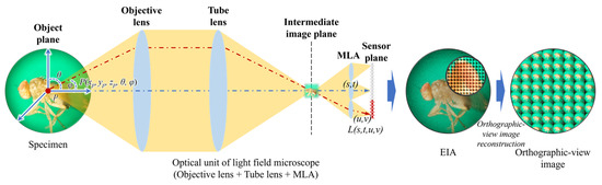 High-Quality 3D Visualization System for Light-Field Microscopy with ...