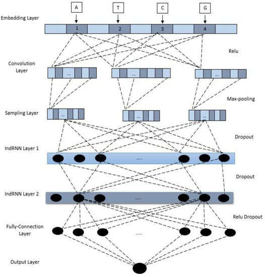 An Optimized Ensemble Deep Learning Model for Predicting Plant miRNA ...