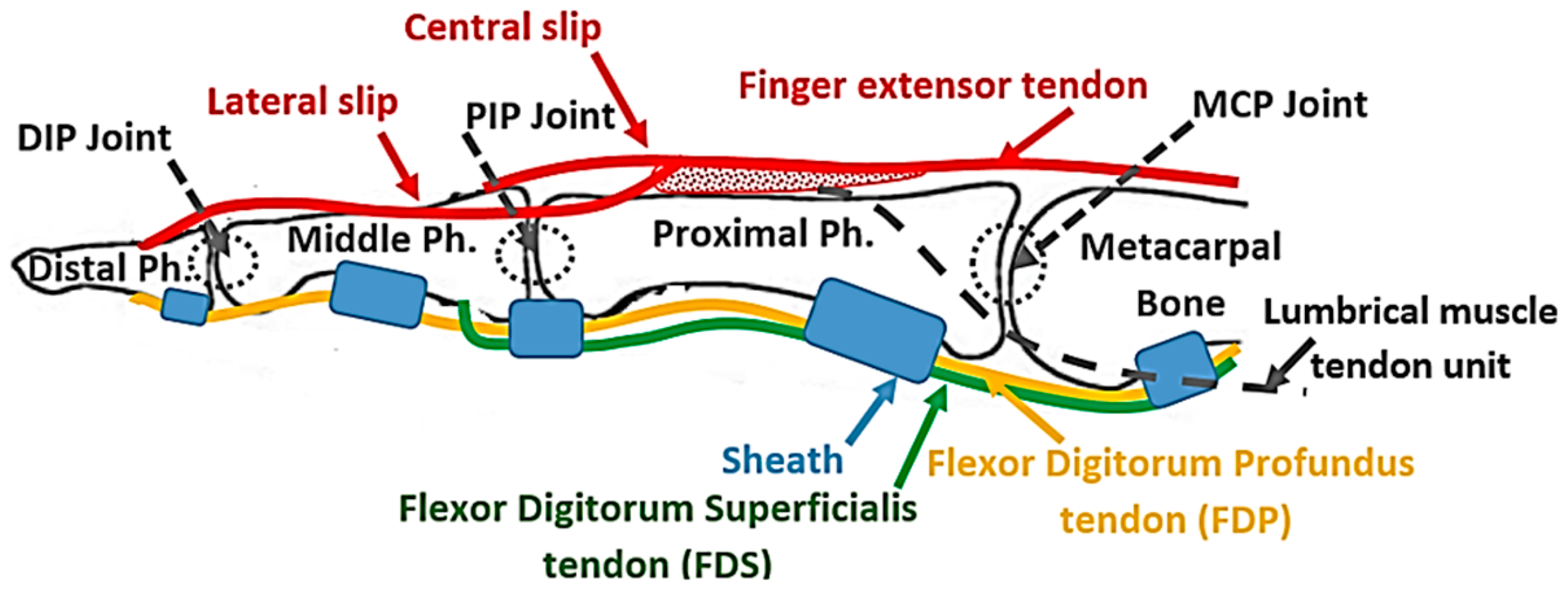 Sensors | Free Full-Text | Biomimetic Tendon-Based Mechanism for Finger Flexion and Extension in ...