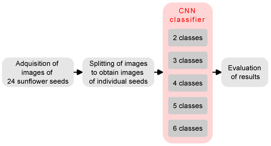 Classification Of Sunflower