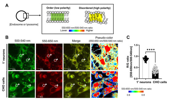 Endosome and Lysosome Membrane Properties Functionally Link to γ ...