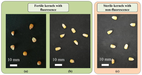 Classification of Fluorescently Labelled Maize Kernels Using ...