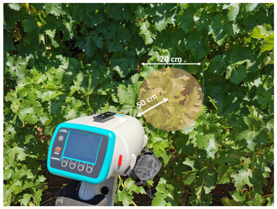 Detecting Grapevine Virus Infections in Red and White Winegrape Canopies Using Proximal ...