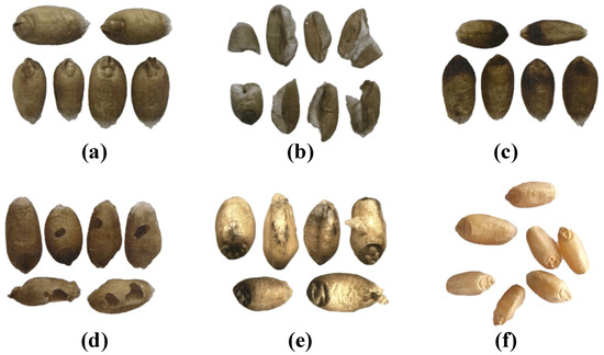 Segmentation of Unsound Wheat Kernels Based on Improved Mask RCNN