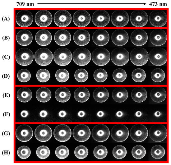 Bacterial Colony Phenotyping with Hyperspectral Elastic Light ...