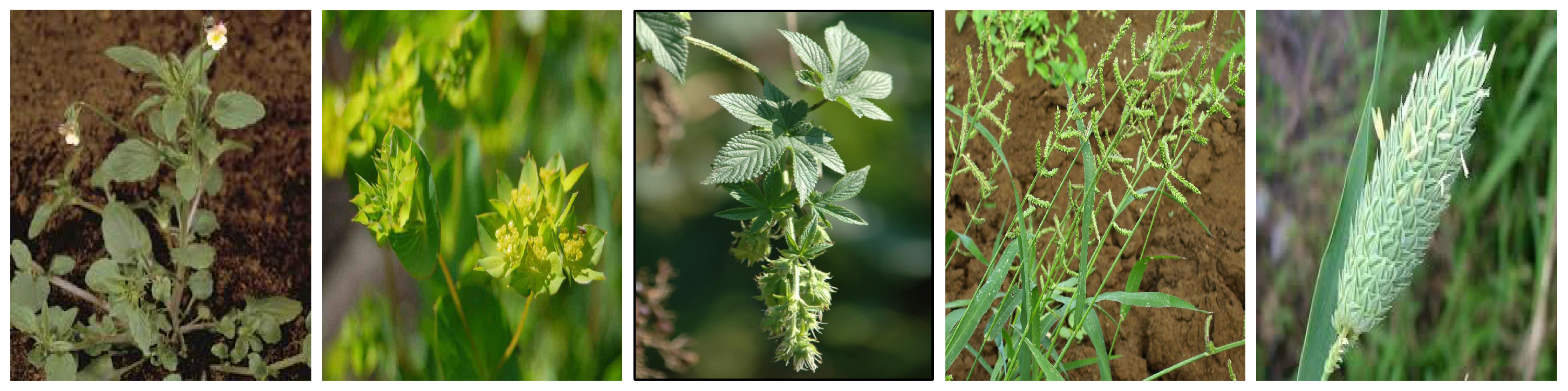 Weed Detection Using Deep Learning: A Systematic Literature Review