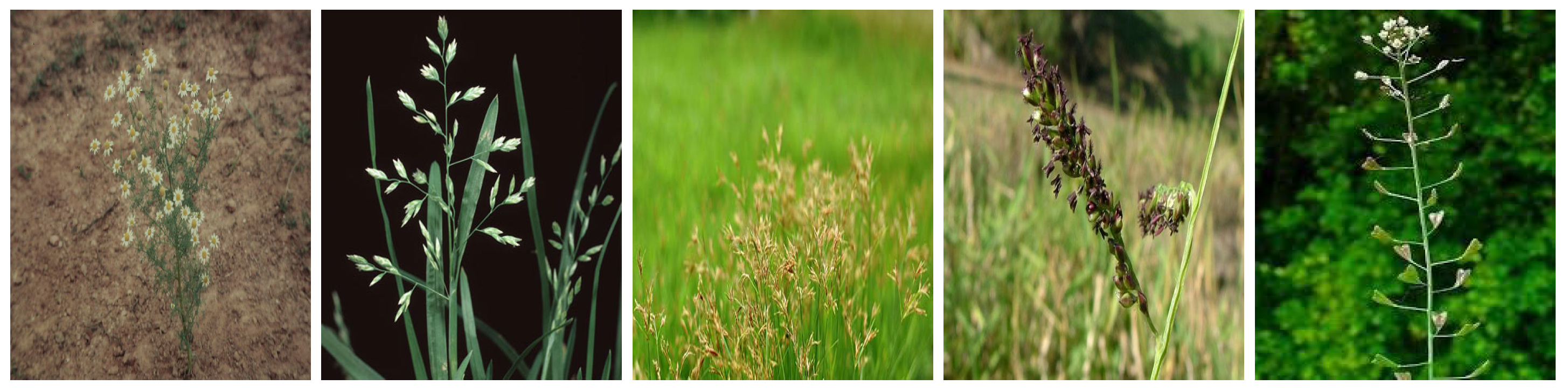 Weed Detection Using Deep Learning: A Systematic Literature Review