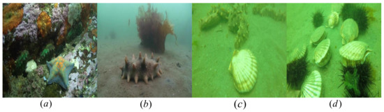 Sensors | Free Full-Text | An Improved YOLOv5-Based Underwater Object-Detection Framework