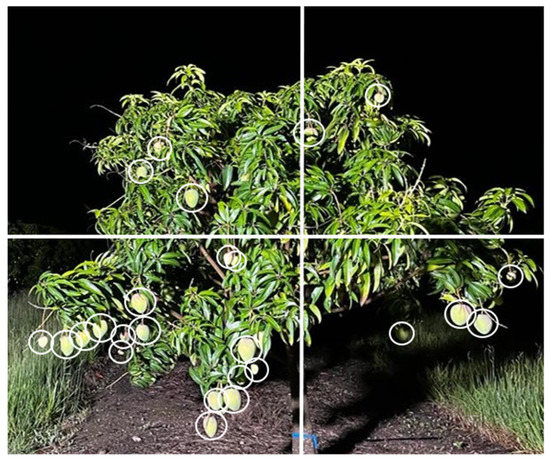 Fruit Sizing in Orchard: A Review from Caliper to Machine Vision with ...