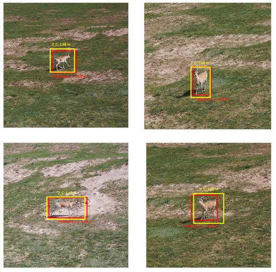 Procapra Przewalskii Tracking Autonomous Unmanned Aerial Vehicle Based ...