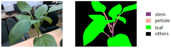 Pruning Points Detection of Sweet Pepper Plants Using 3D Point Clouds and Semantic Segmentation ...