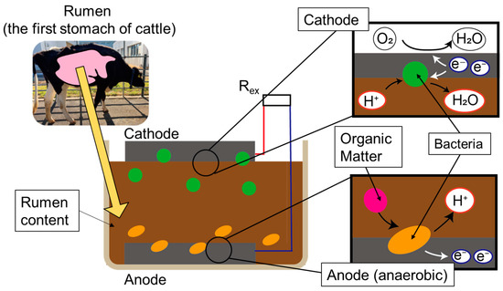 Comparative Studies on Electrodes for Rumen Bacteria Microbial Fuel Cells