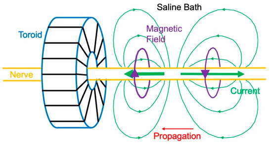 Biomagnetism: The First Sixty Years