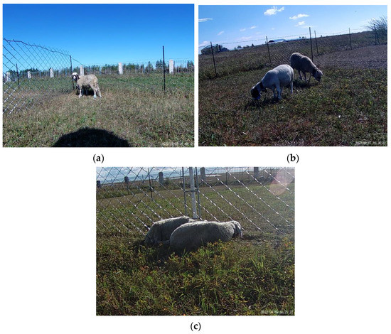 Grazing Sheep Behaviour Recognition Based on Improved YOLOV5