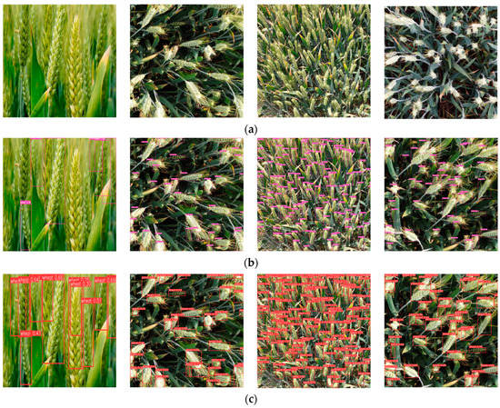Research on the Method of Counting Wheat Ears via Video Based on Improved YOLOv7 and DeepSort