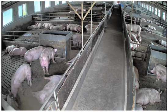 TSML: A New Pig Behavior Recognition Method Based on Two-Stream Mutual Learning Network