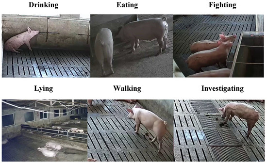 TSML: A New Pig Behavior Recognition Method Based on Two-Stream Mutual Learning Network